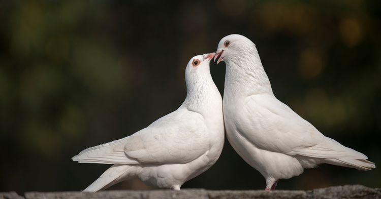 The Magic and Symbolism of Doves - Parlour of Wonders
