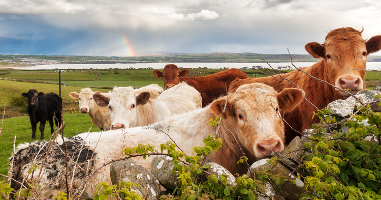 The Symbolism and Meaning of Cows - Parlour of Wonders