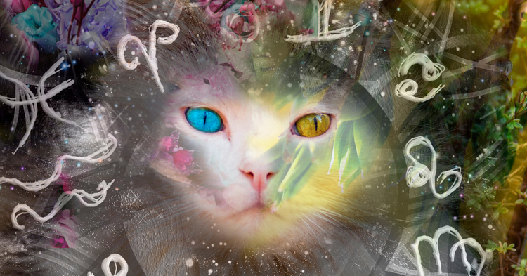 The Magical Symbolism and Meaning of Cats - Parlour of Wonders